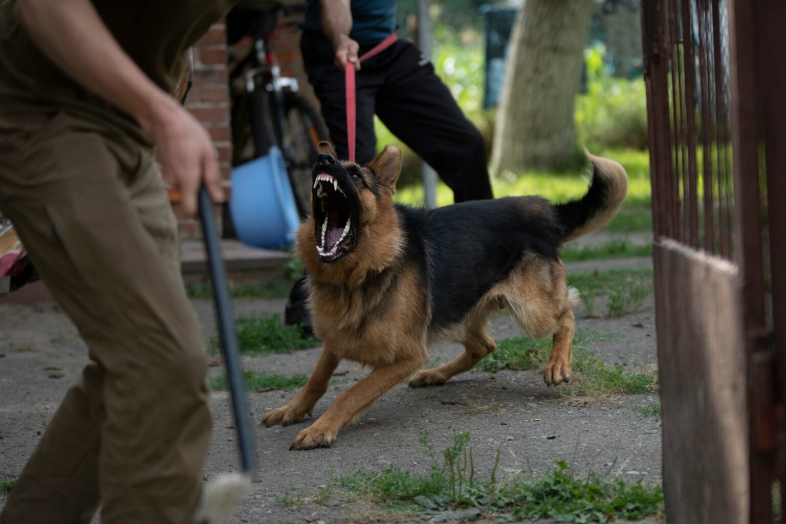 Can You Kill a Dog That’s Attacking You? - Dyer, Garofalo, Mann & Schultz